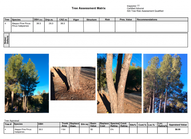 Tree Report From Tree Inventory App Instant Maps Tree Inventory Reports